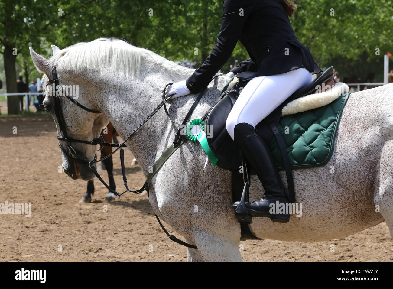 Beautiful purebred show jumper horse canter on the race course after ...