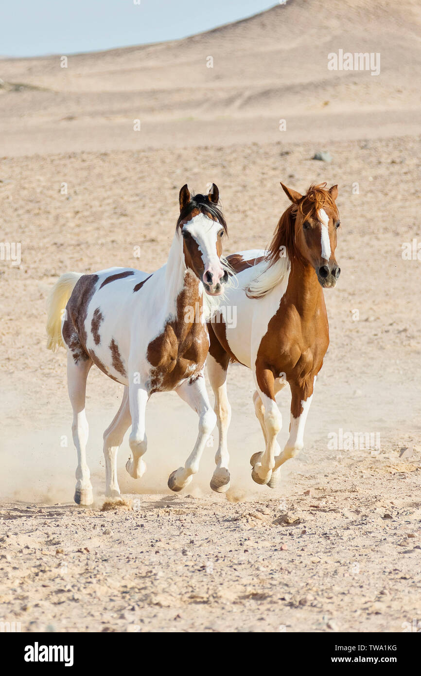 Pintabian hi-res stock photography and images - Alamy