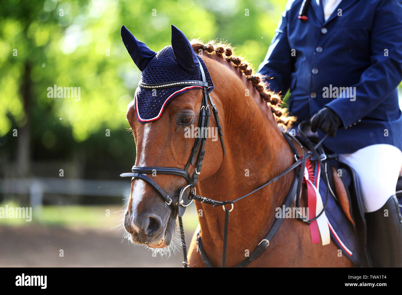 Beautiful purebred show jumper horse canter on the race course after ...