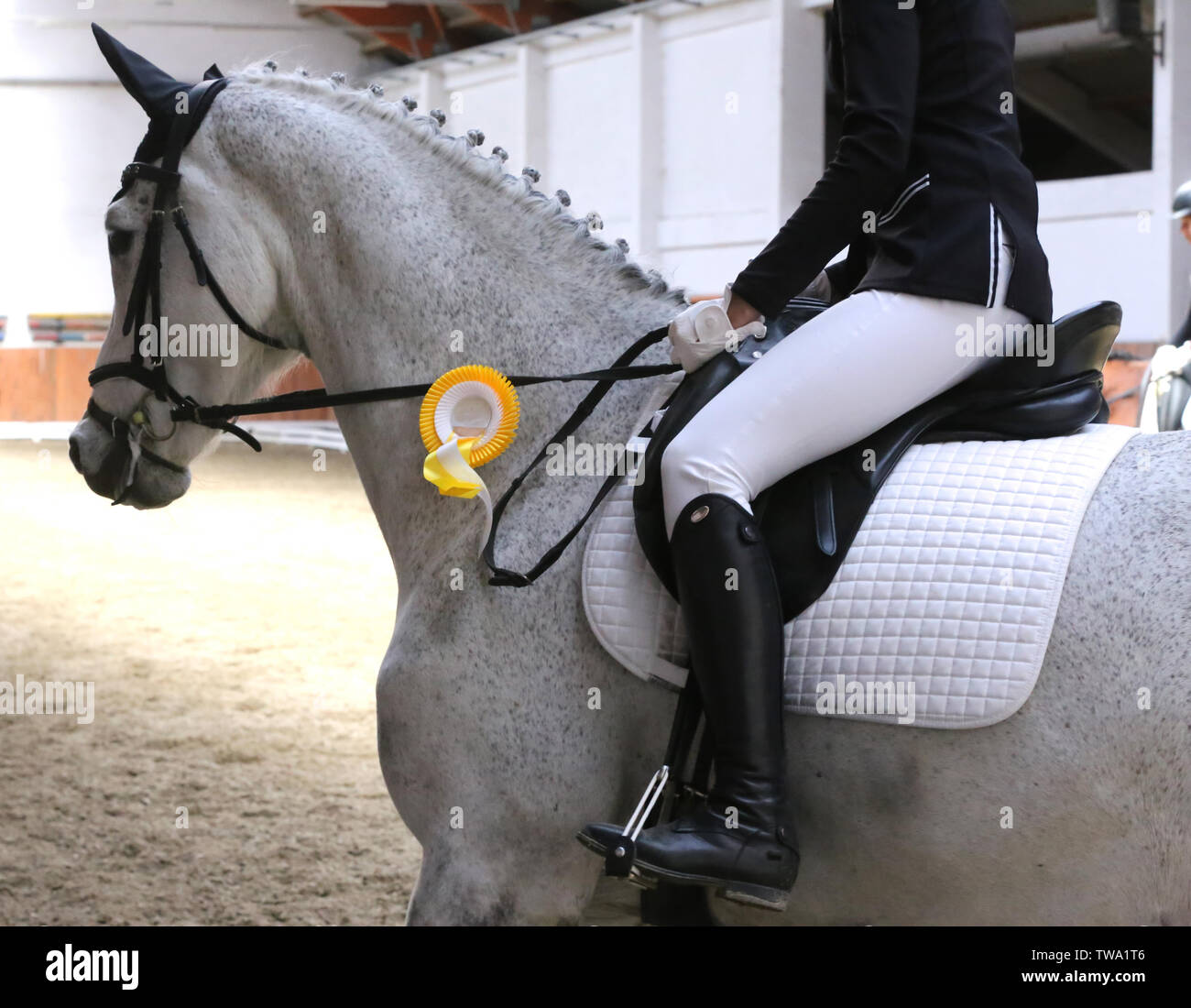 Beautiful purebred show jumper horse canter on the race course after ...