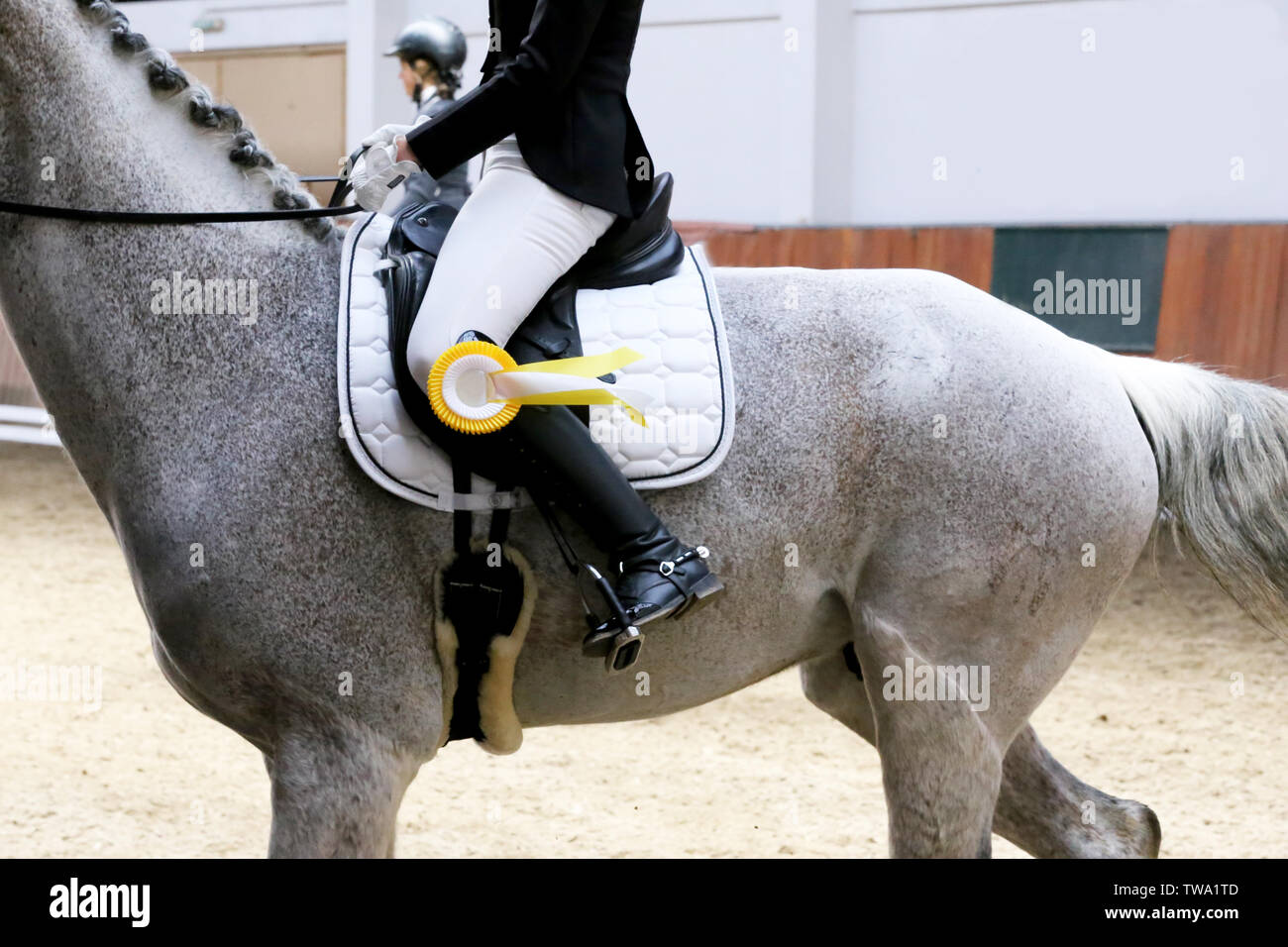 Beautiful purebred show jumper horse canter on the race course after ...