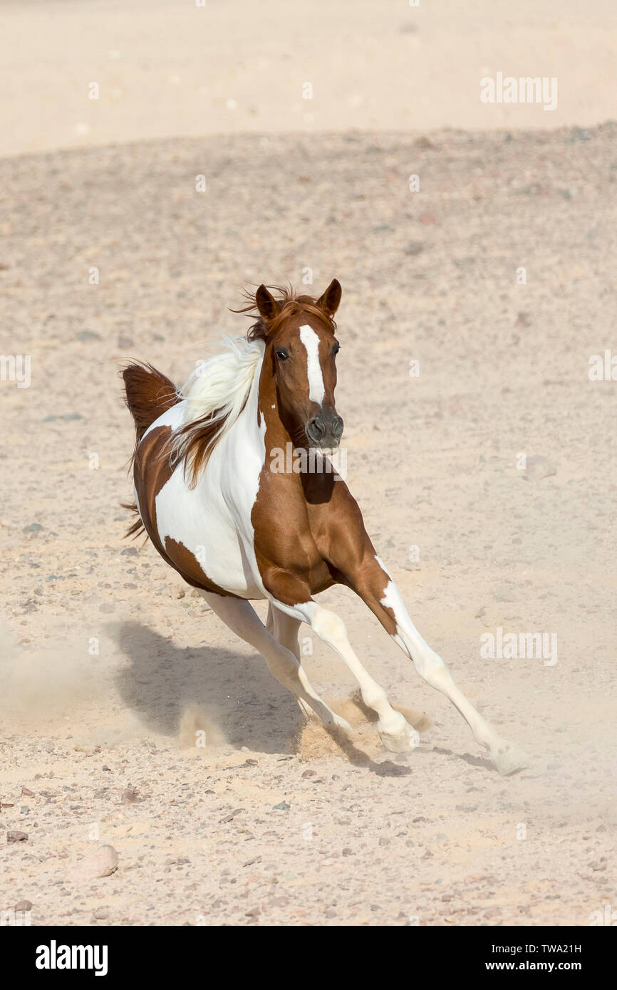 Pintabian hi-res stock photography and images - Alamy