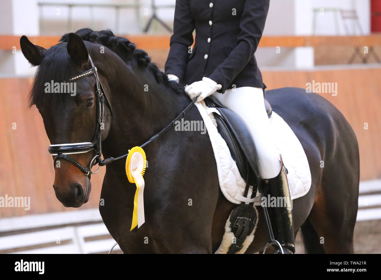 Beautiful purebred show jumper horse canter on the race course after ...