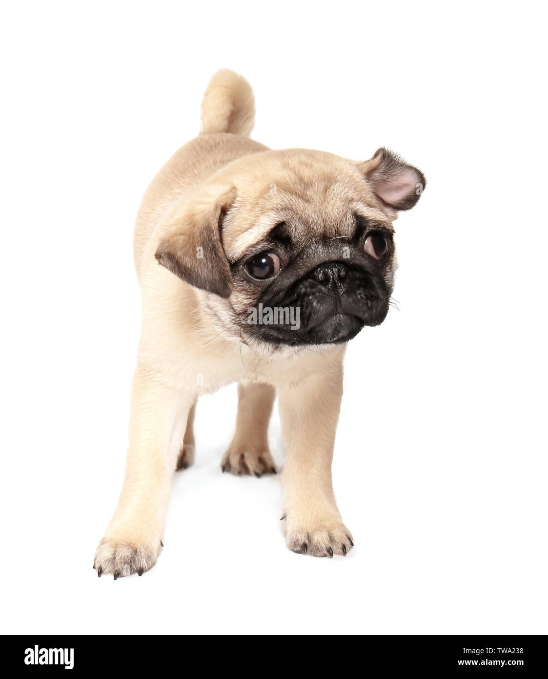 Cute pug puppy on white background Stock Photo - Alamy