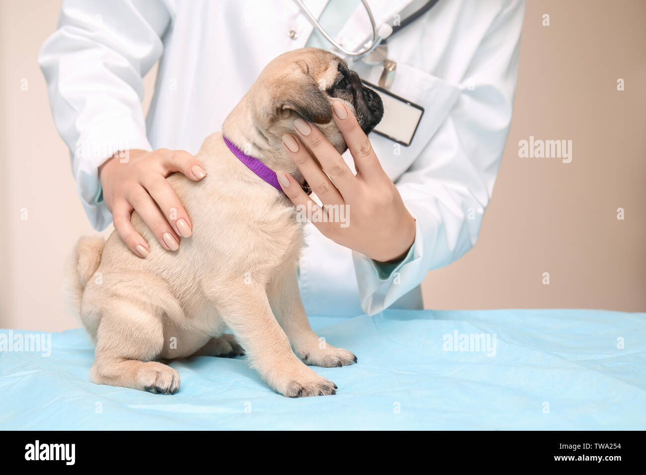Person pug veterinarian veterinary hi-res stock photography and images ...