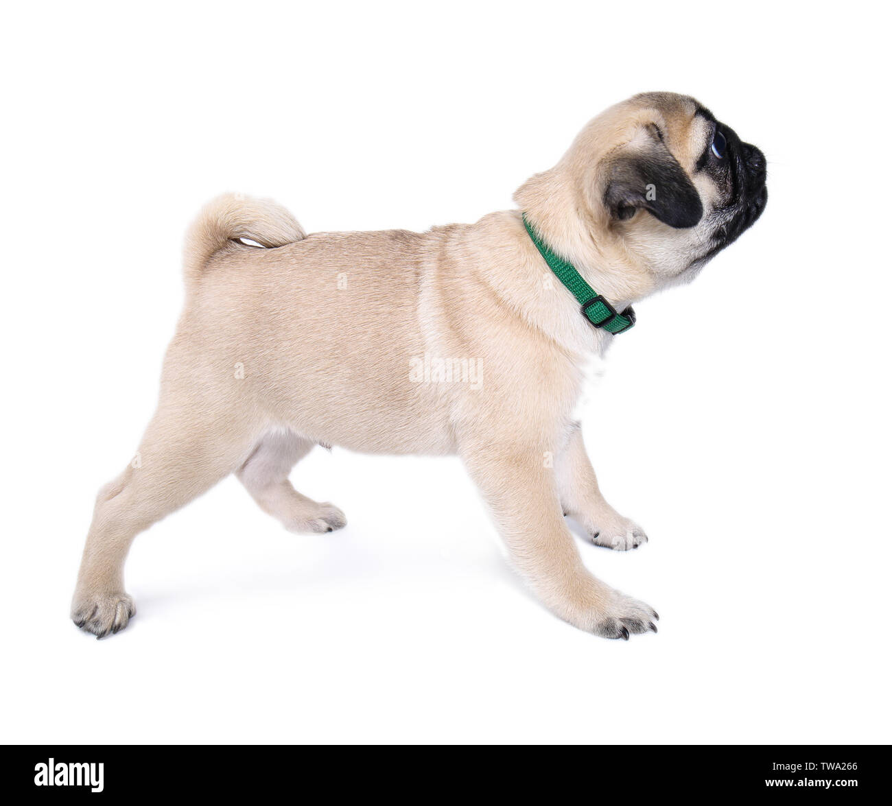 Cute pug puppy on white background Stock Photo - Alamy