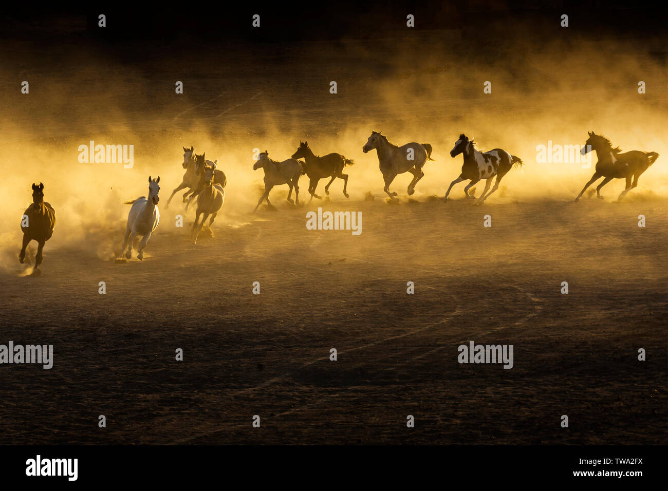 Arabian Horse. Juvenile mares galloping in the desert, evening light ...