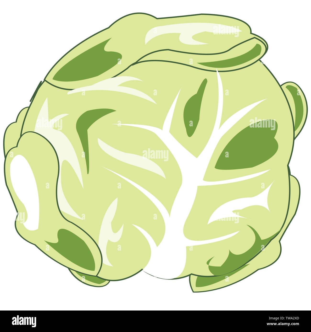 Vector illustration of the vegetable cabbage on white background Stock ...
