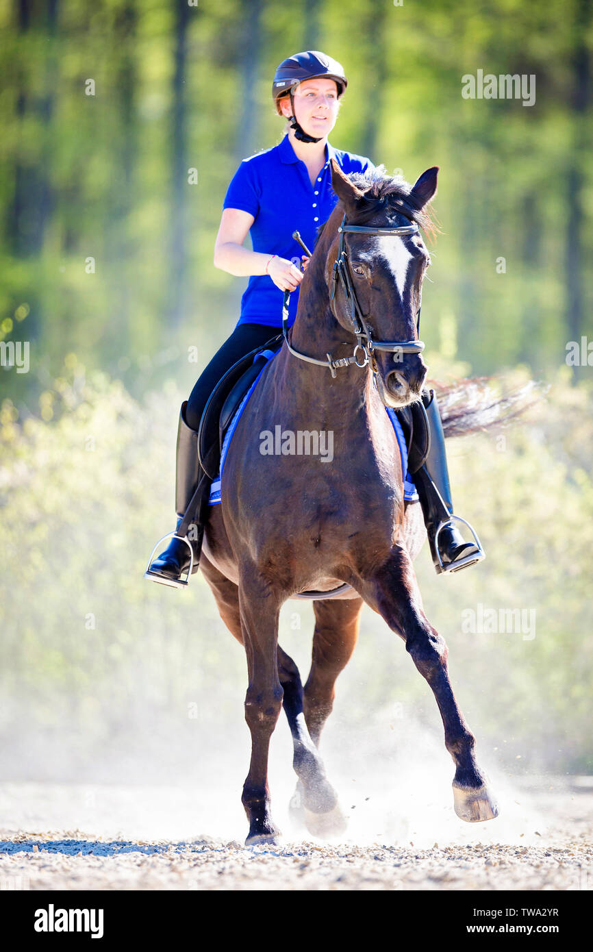 Hanoverian Horse. Black gelding with rider performing a half-pass ...