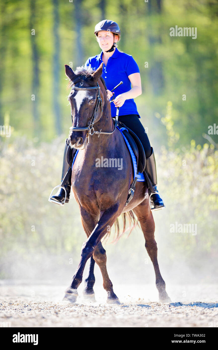 Dressage half pass hi-res stock photography and images - Alamy