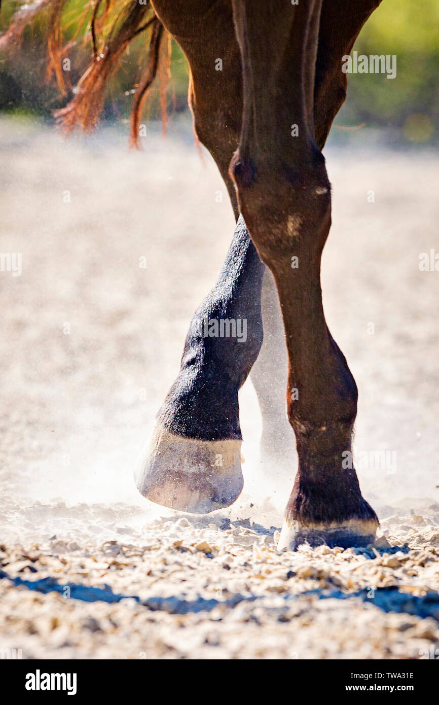 Dressage half pass hi-res stock photography and images - Alamy