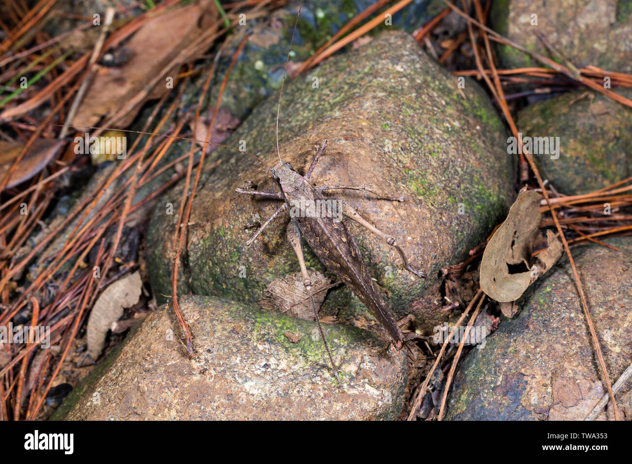 Grounding insects hi-res stock photography and images - Alamy