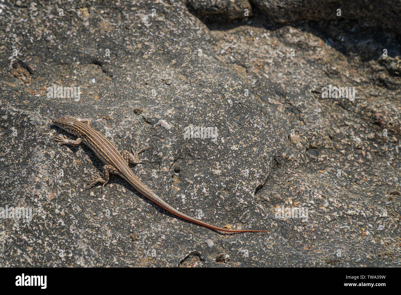 Leather lizard hi-res stock photography and images - Alamy