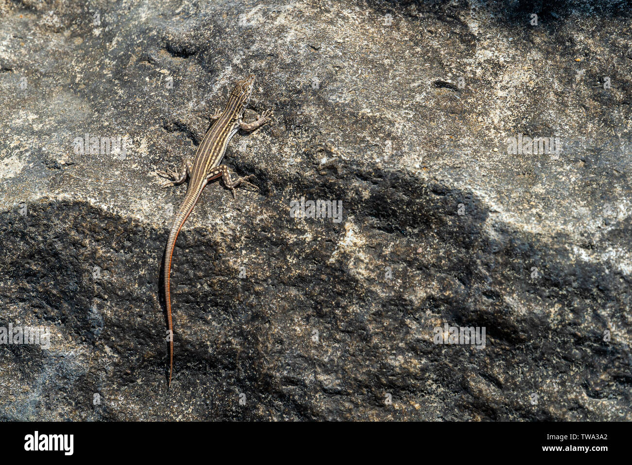 Rock skin hi-res stock photography and images - Alamy