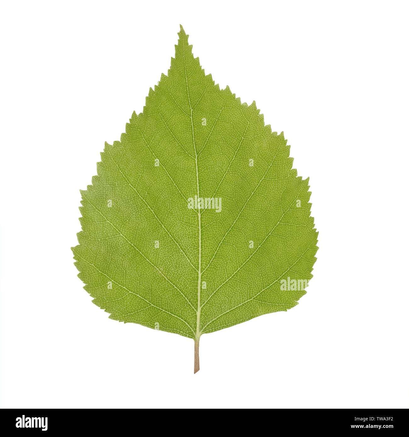 Green birch leaf isolated on white background Stock Photo - Alamy