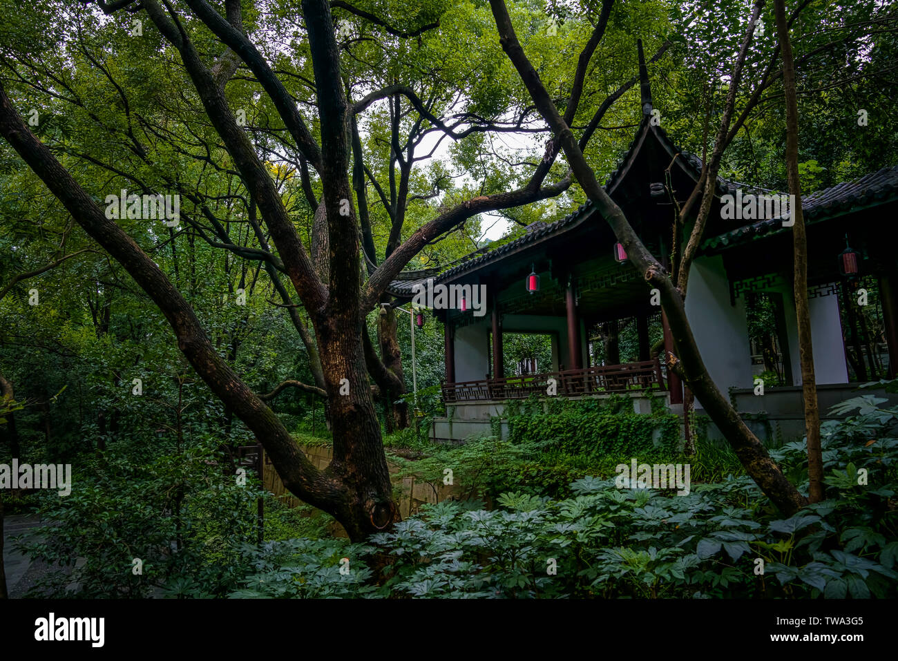 Hangzhou Mid-levels Forest Park Stock Photo - Alamy