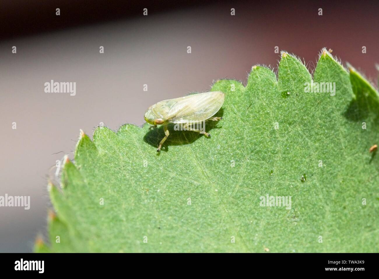 Common froghopper bug hi-res stock photography and images - Alamy
