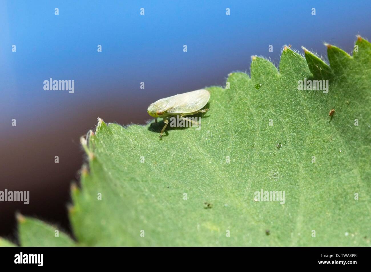 Common froghopper bug hi-res stock photography and images - Alamy