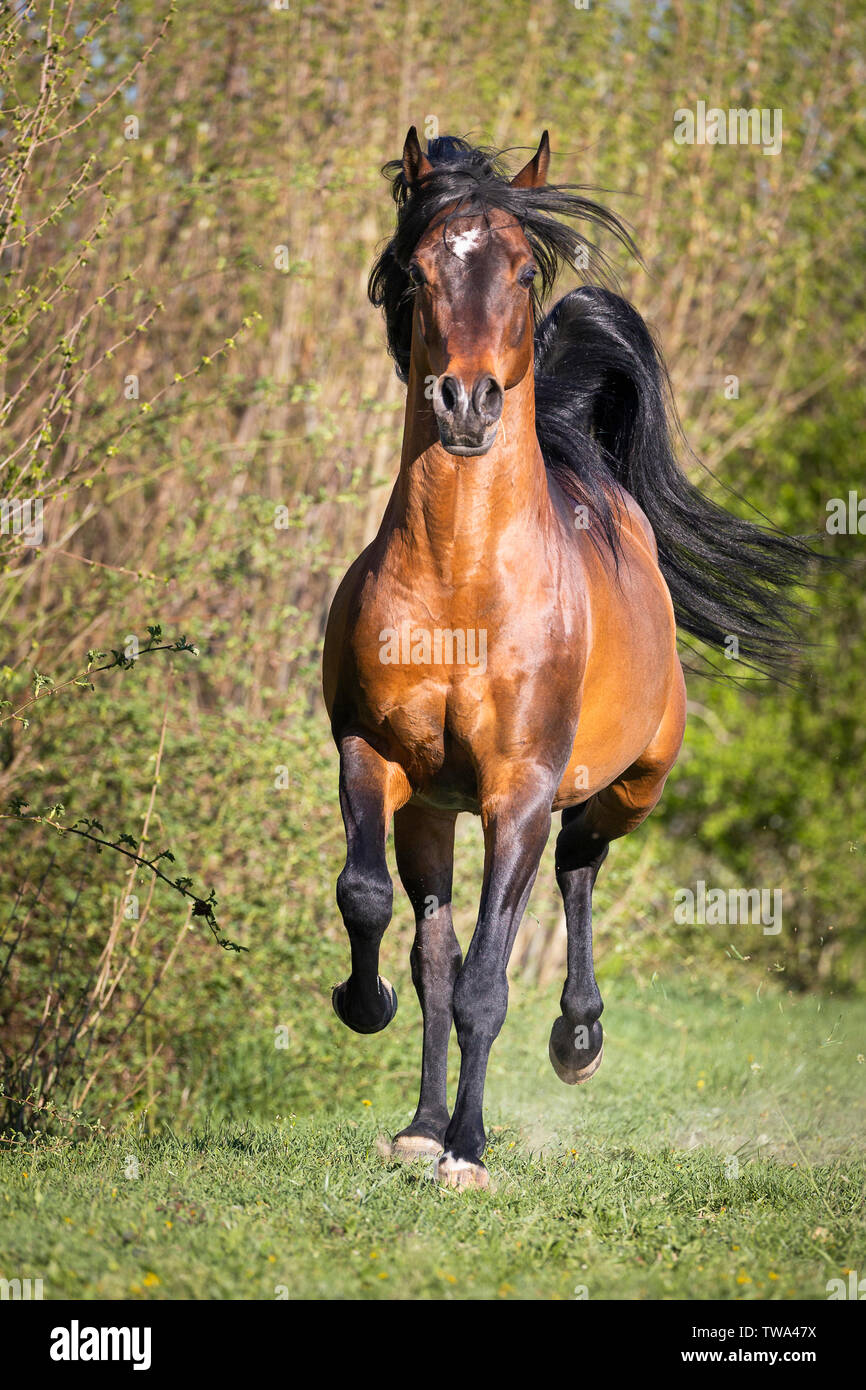 Arabian Horse. Bay stallion galloping on a pasture. Germany Stock Photo ...