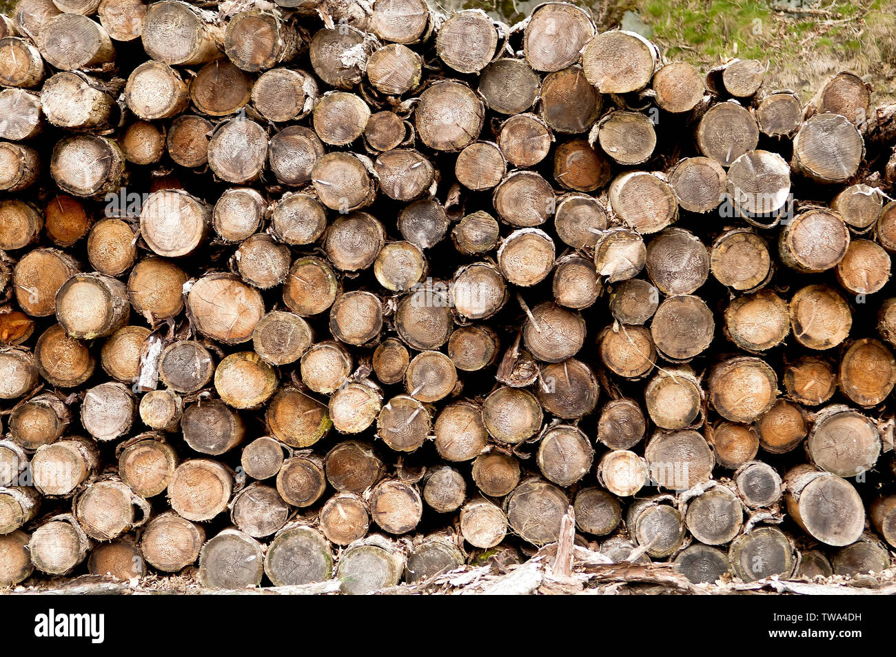 Piles of chopped trees Stock Photo - Alamy