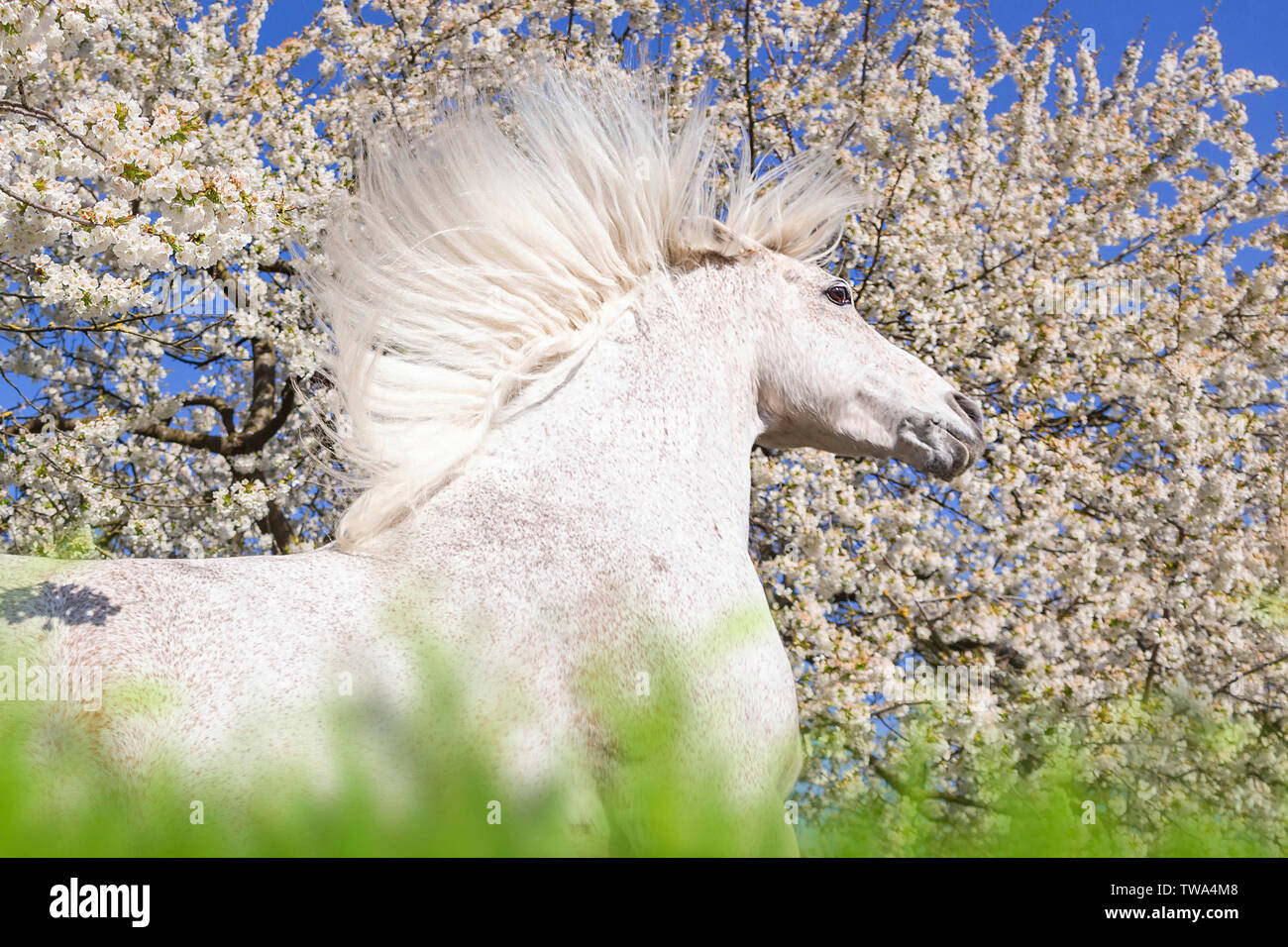 Rearing Andalusian Horse High Resolution Stock Photography and Images ...
