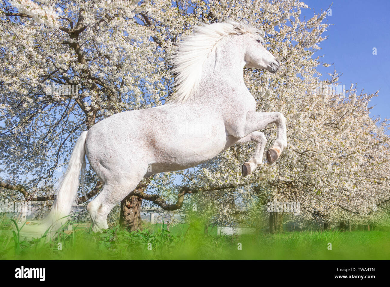 Rearing Andalusian Horse High Resolution Stock Photography and Images ...