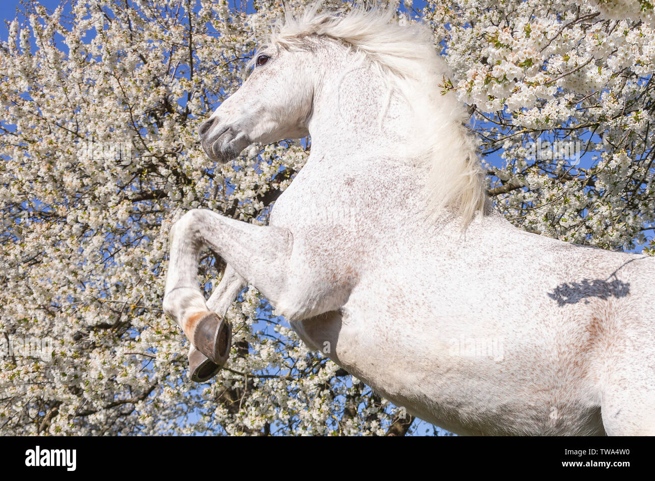 Rearing andalusian horse hi-res stock photography and images - Alamy