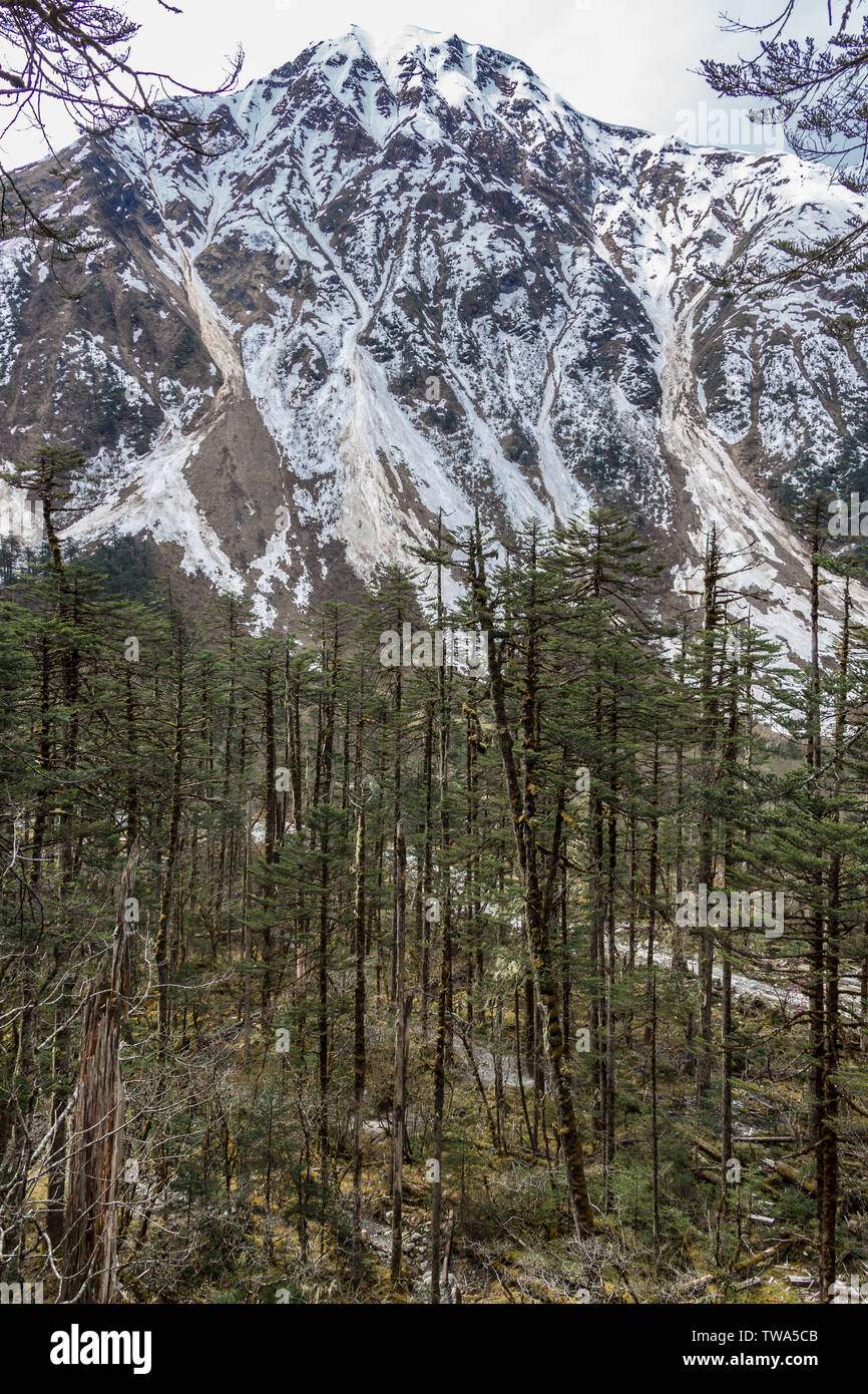 The forest scenery of Yingzhi Lulang, Tibet, China Stock Photo - Alamy