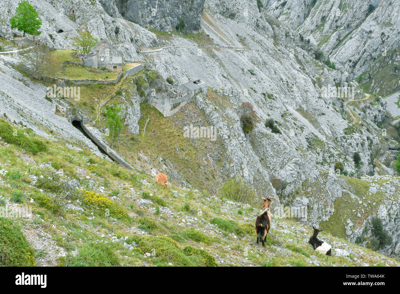 Goats in Panorama of Mountain Landscape in Cares Trekking Route ...