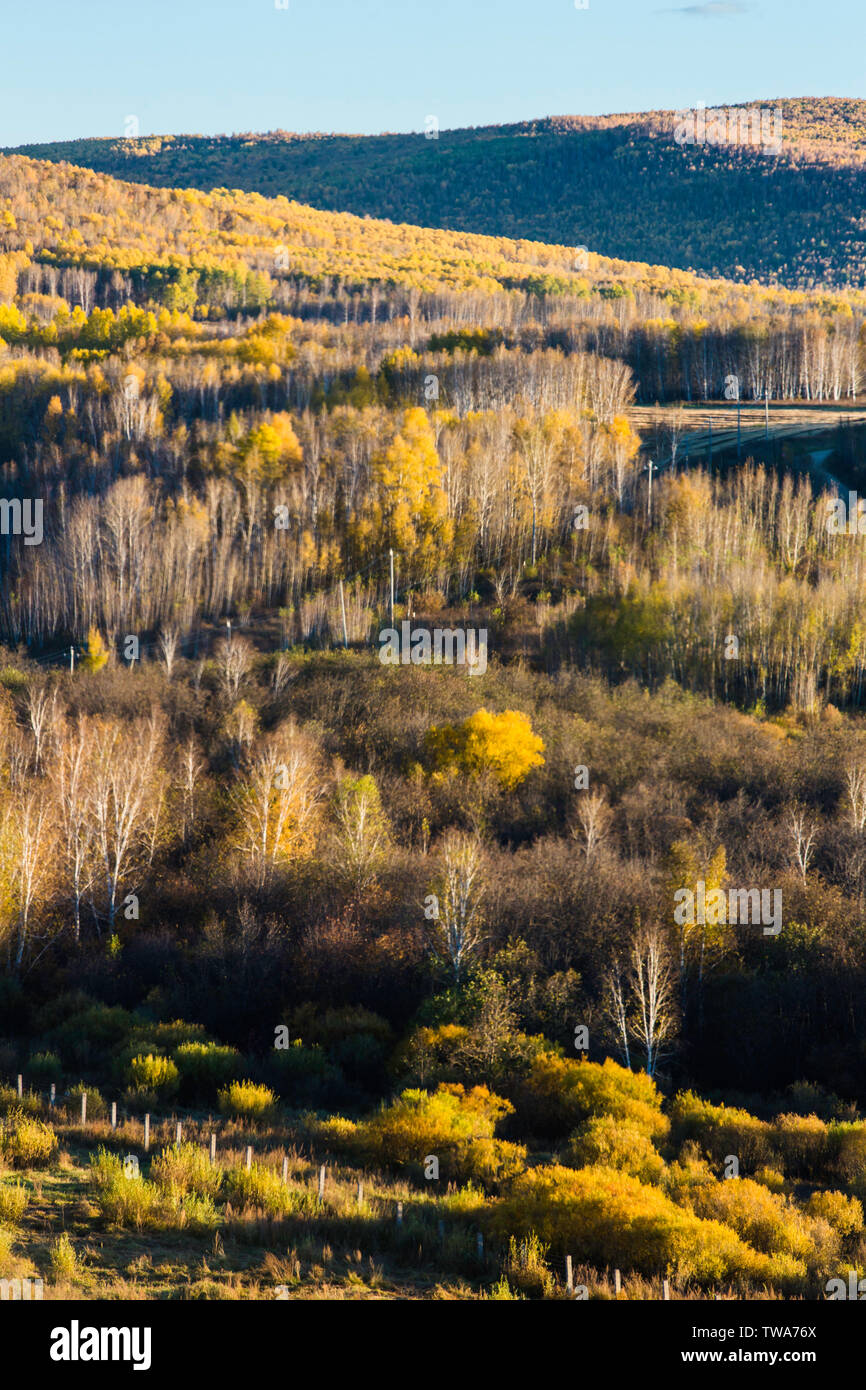 Erguna river and river forest hi-res stock photography and images - Alamy