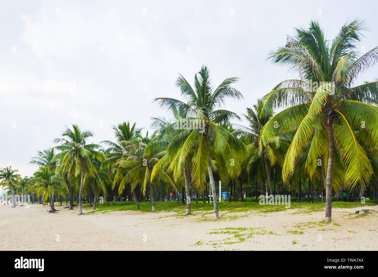 Coconut Dream Promenade Stock Photo - Alamy