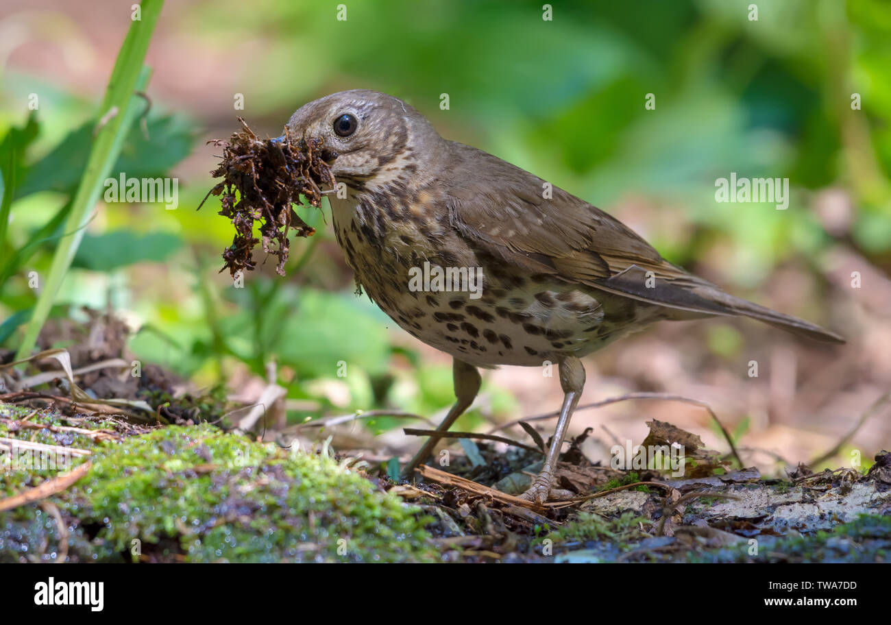 Song thrush nest building hi-res stock photography and images - Alamy