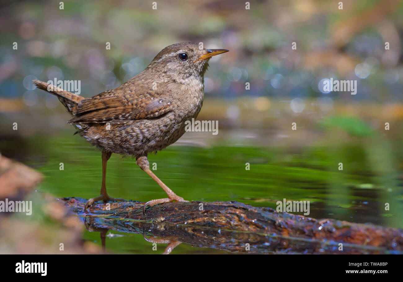 Joyful Eurasian wren posing near a water pond with lifted tail Stock ...