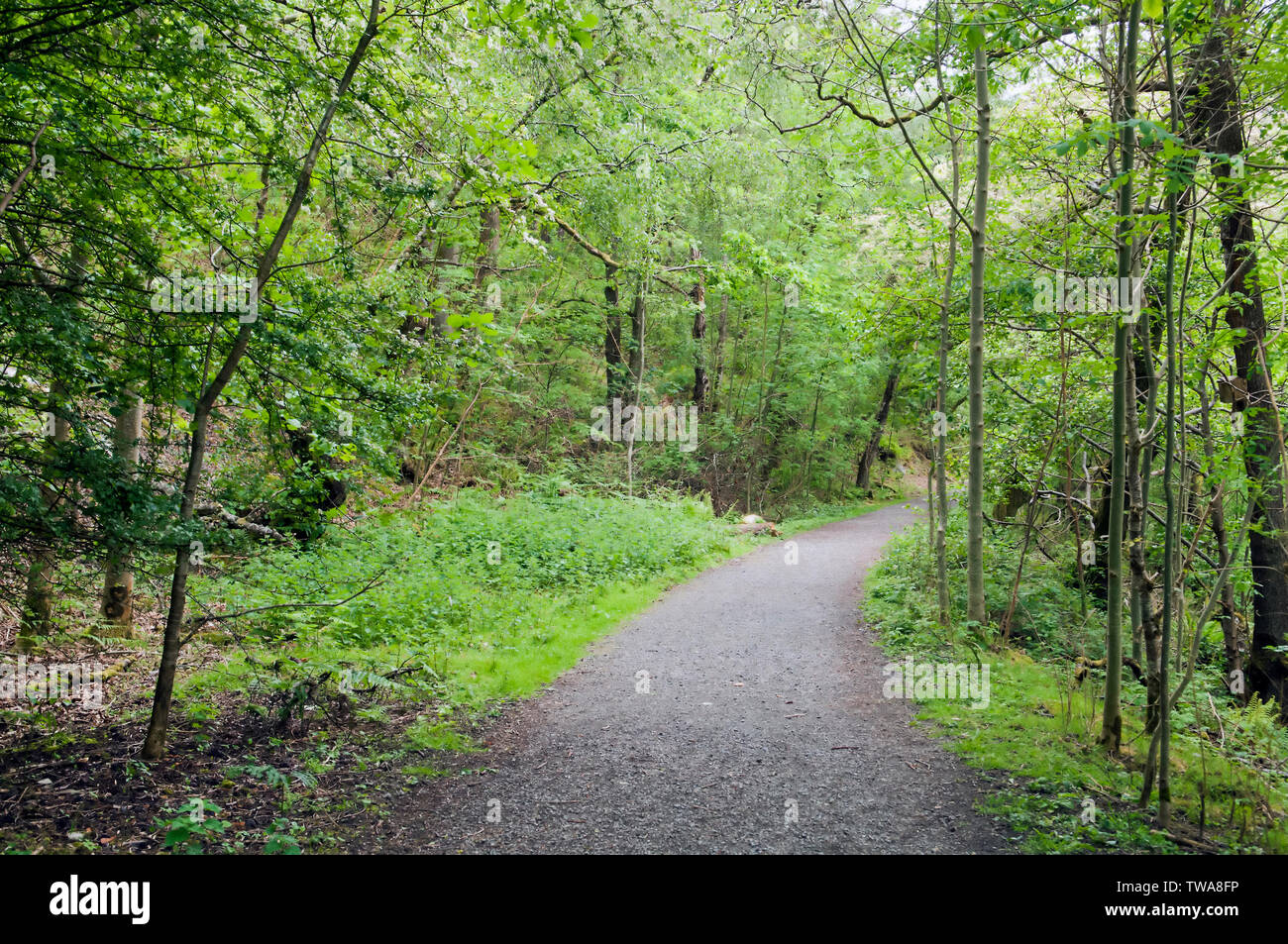 A pathway in the English countryside among the woods Stock Photo - Alamy