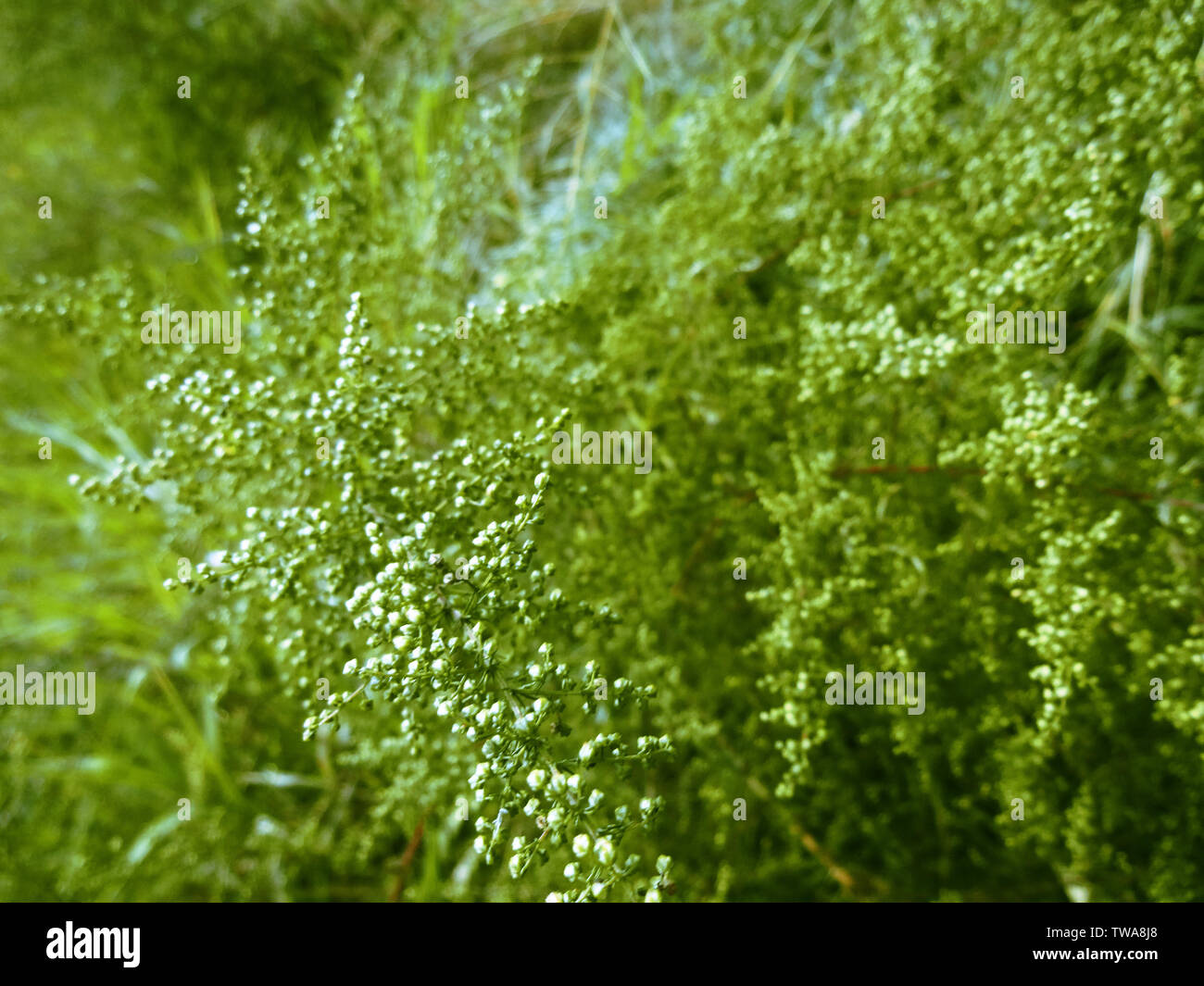 A fine grass Stock Photo - Alamy