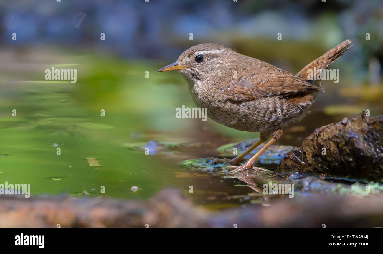 Sitting near a pond hi-res stock photography and images - Alamy