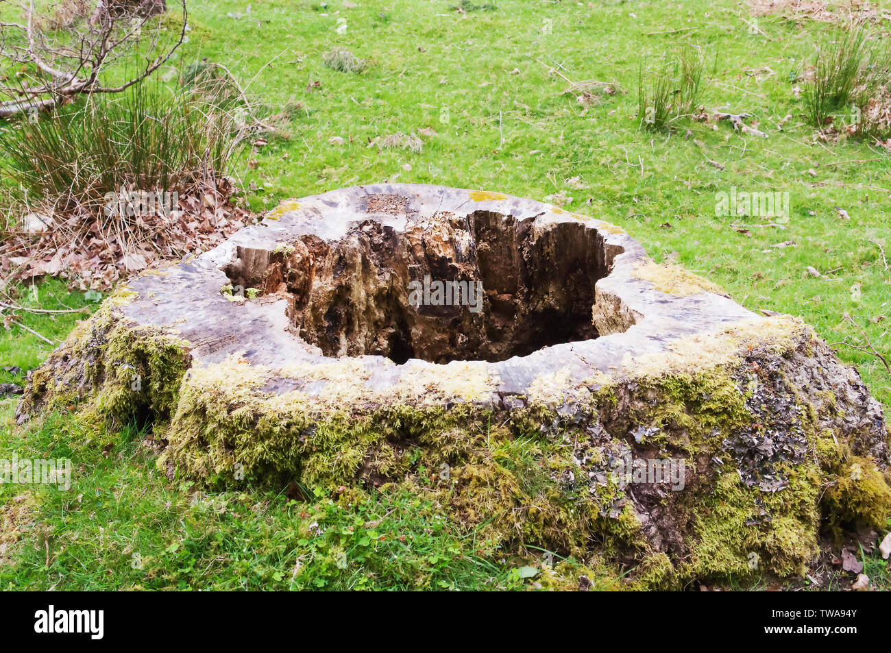 An old tree stump with a large hole in the middle Stock Photo - Alamy