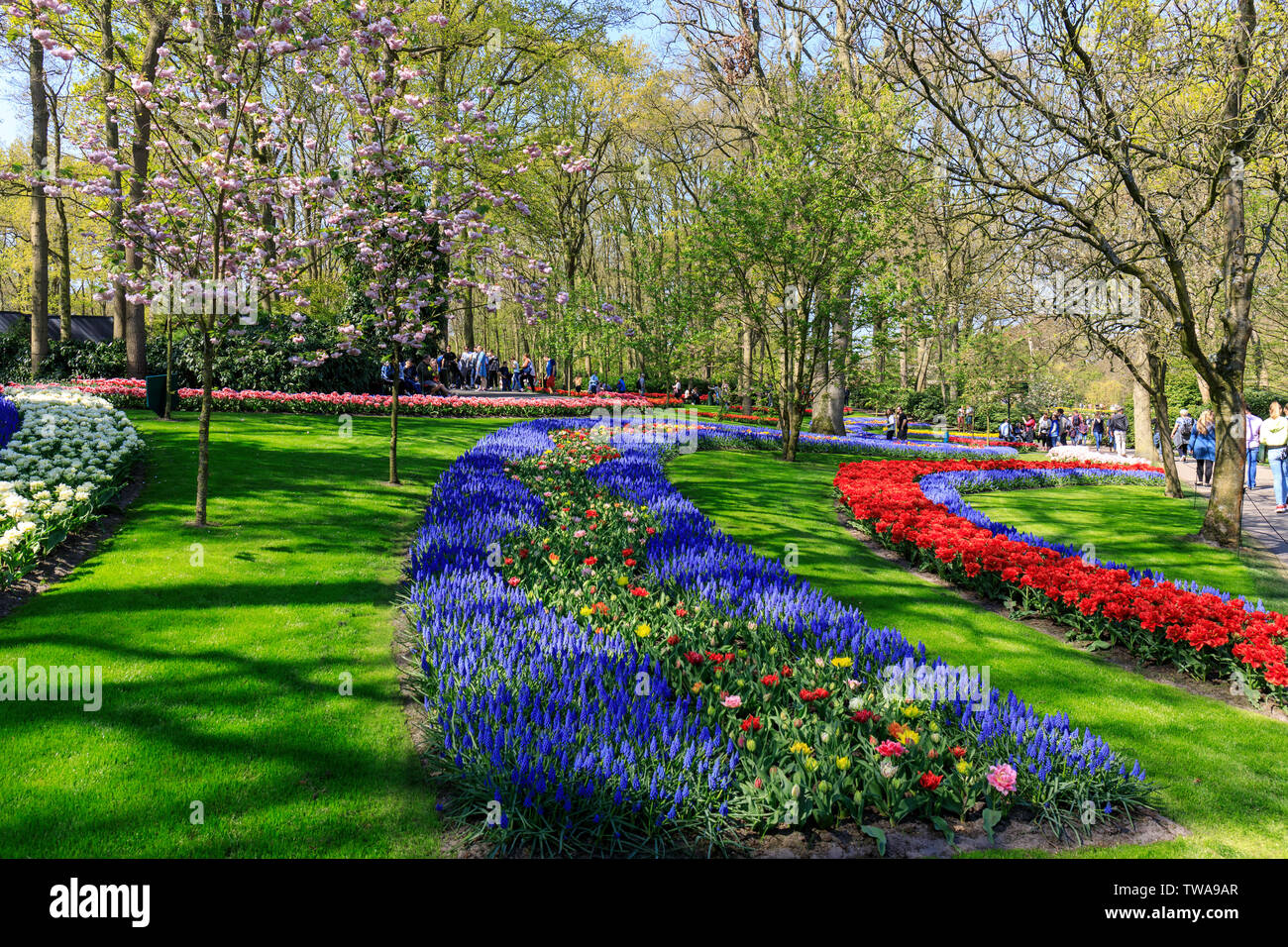 Keukenhof Gardens Amazing Spring Display of Tulip Flowers Stock Photo ...