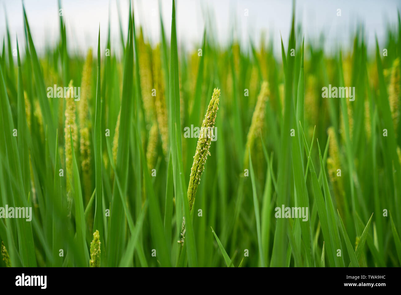 Agricultural farms dry grassland farms hi-res stock photography and ...
