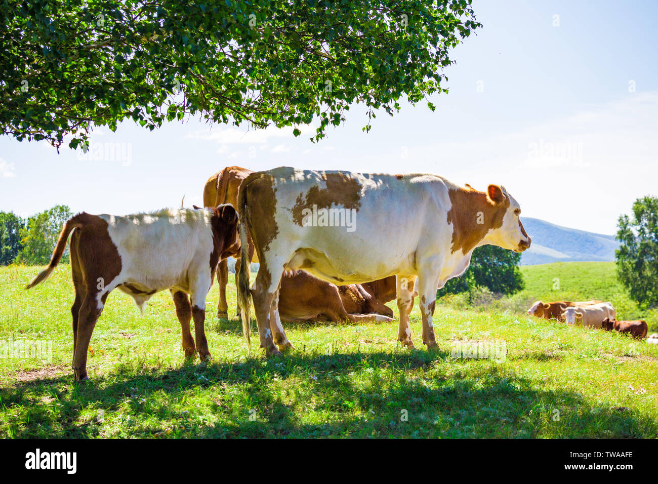 Agriculture farm farm, livestock, lawn, dry meadow, grazing, livestock ...