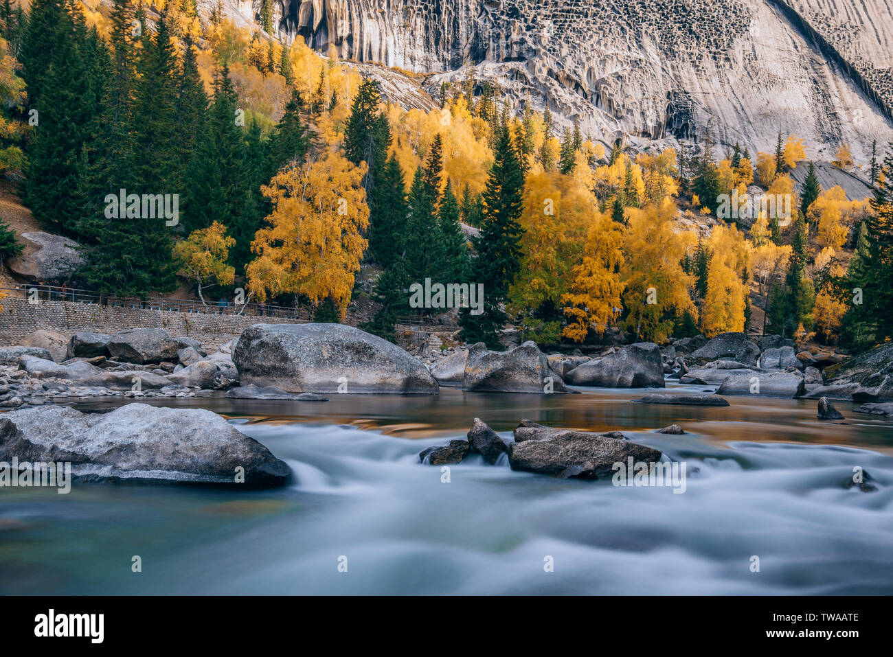 A valley full of birch forests Stock Photo - Alamy