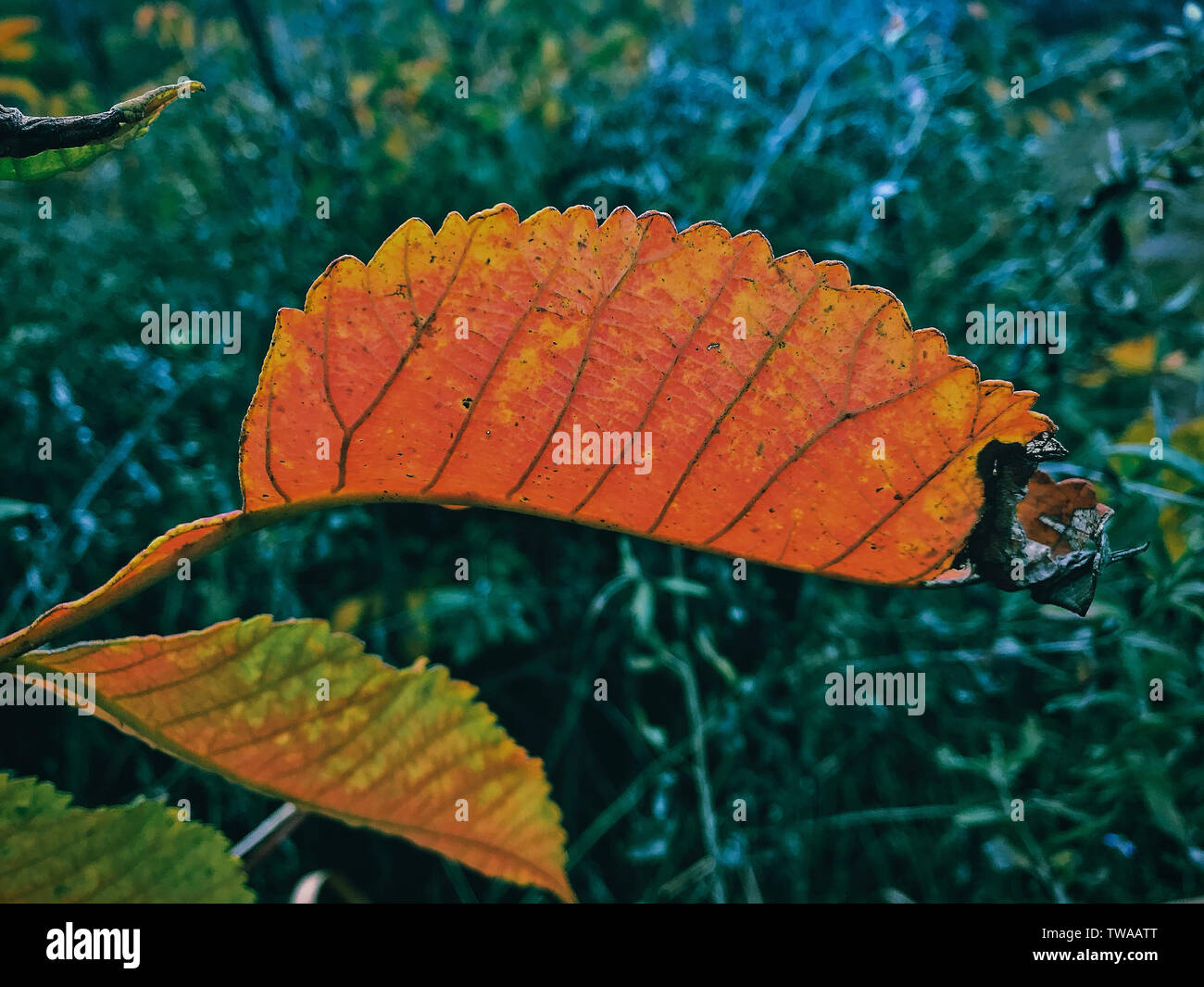 Torch tree hi-res stock photography and images - Alamy