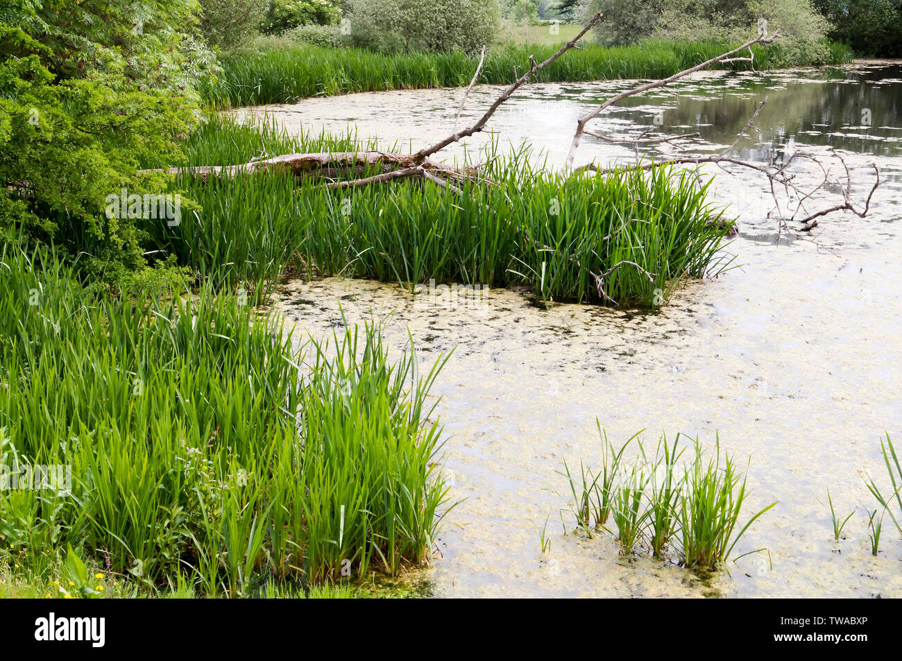 Reeds and a pond hi-res stock photography and images - Alamy