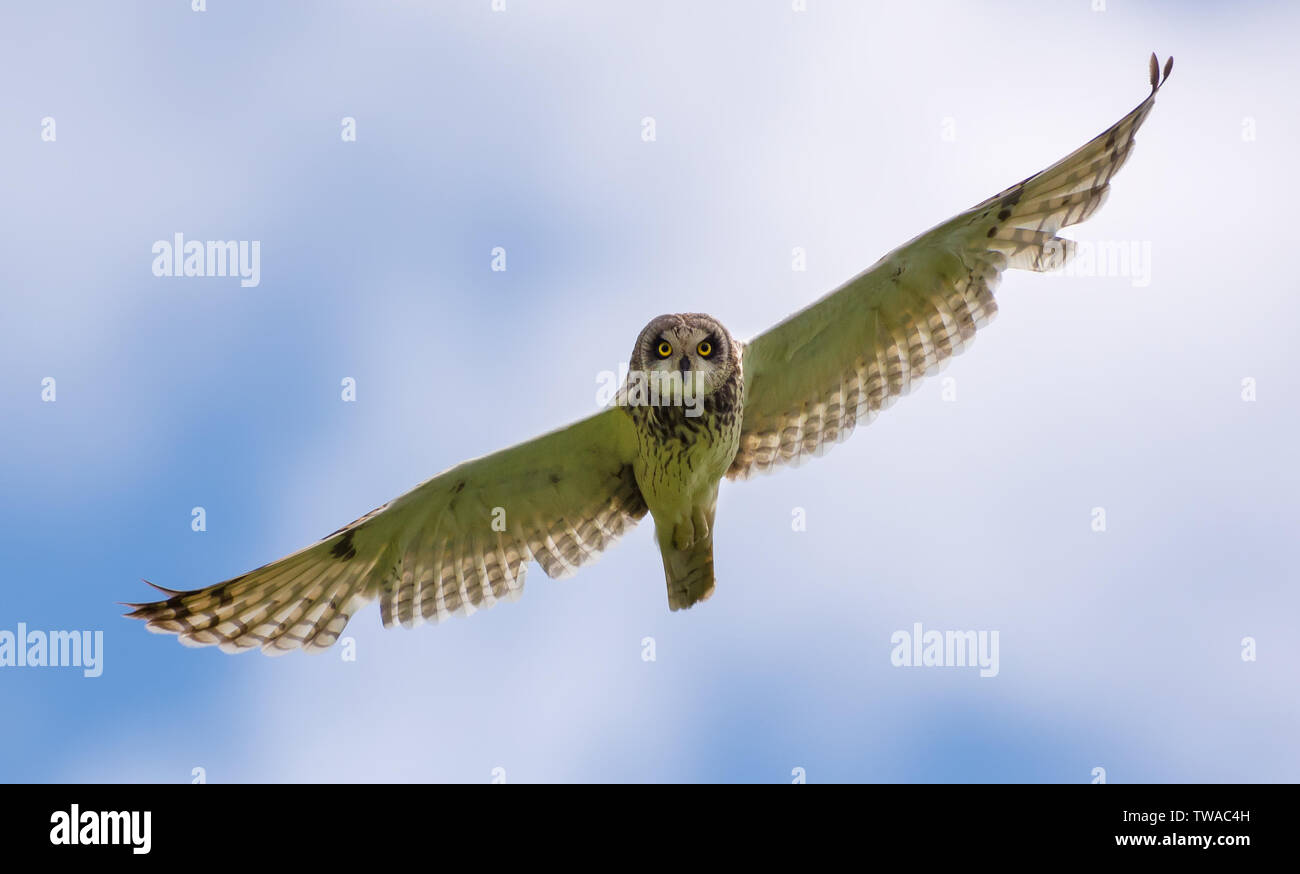 Short wing wings hi-res stock photography and images - Alamy