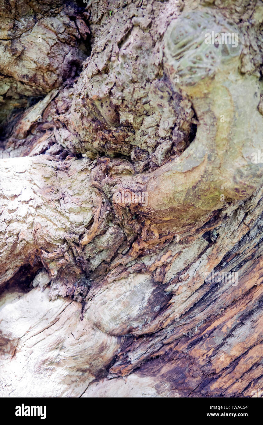Bark husk hi-res stock photography and images - Alamy