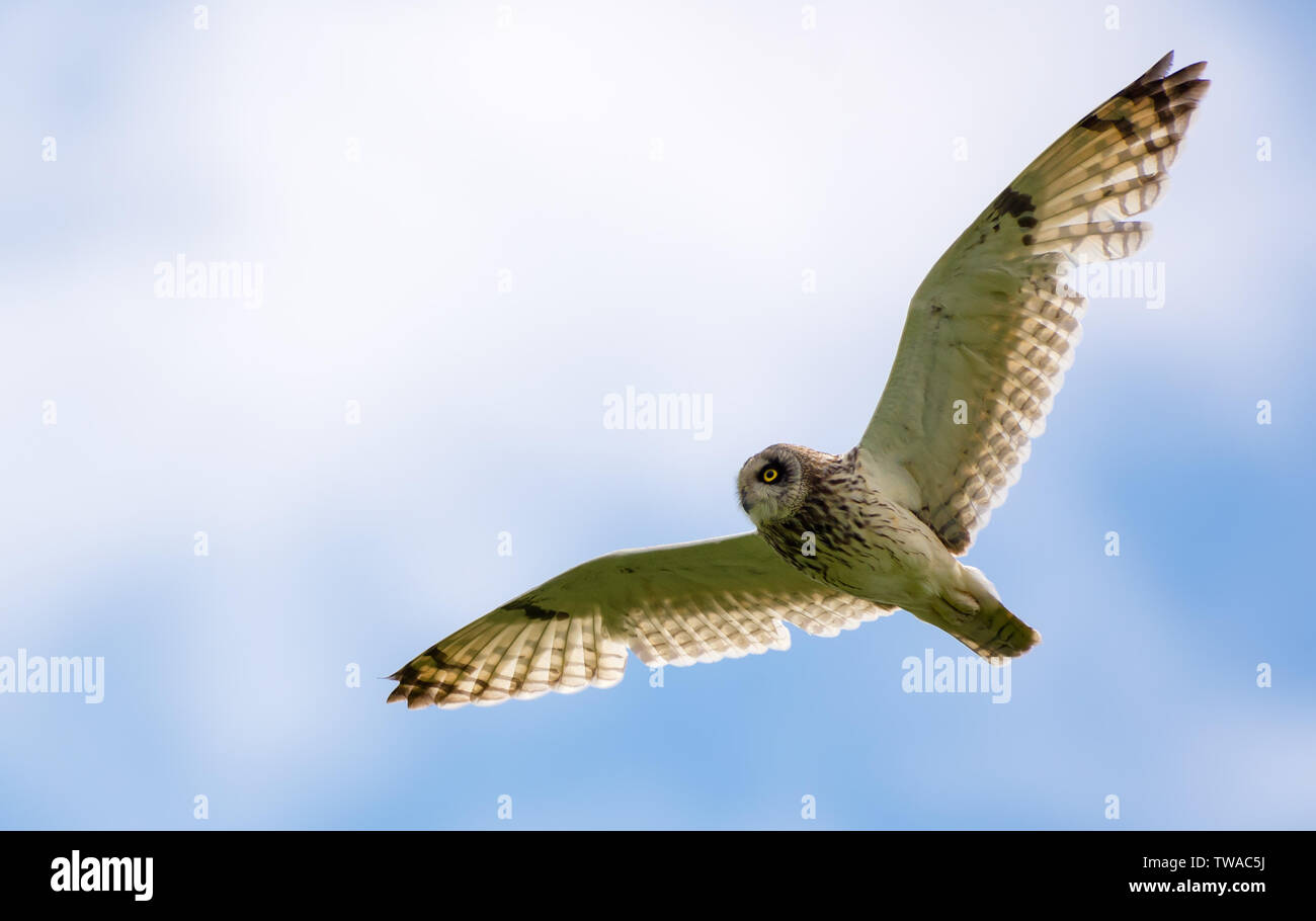 Short-eared owl in flight with long wings Stock Photo - Alamy