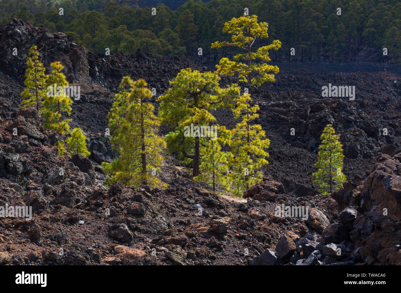 Pino canario canario pino pinus canariensis hi-res stock photography ...