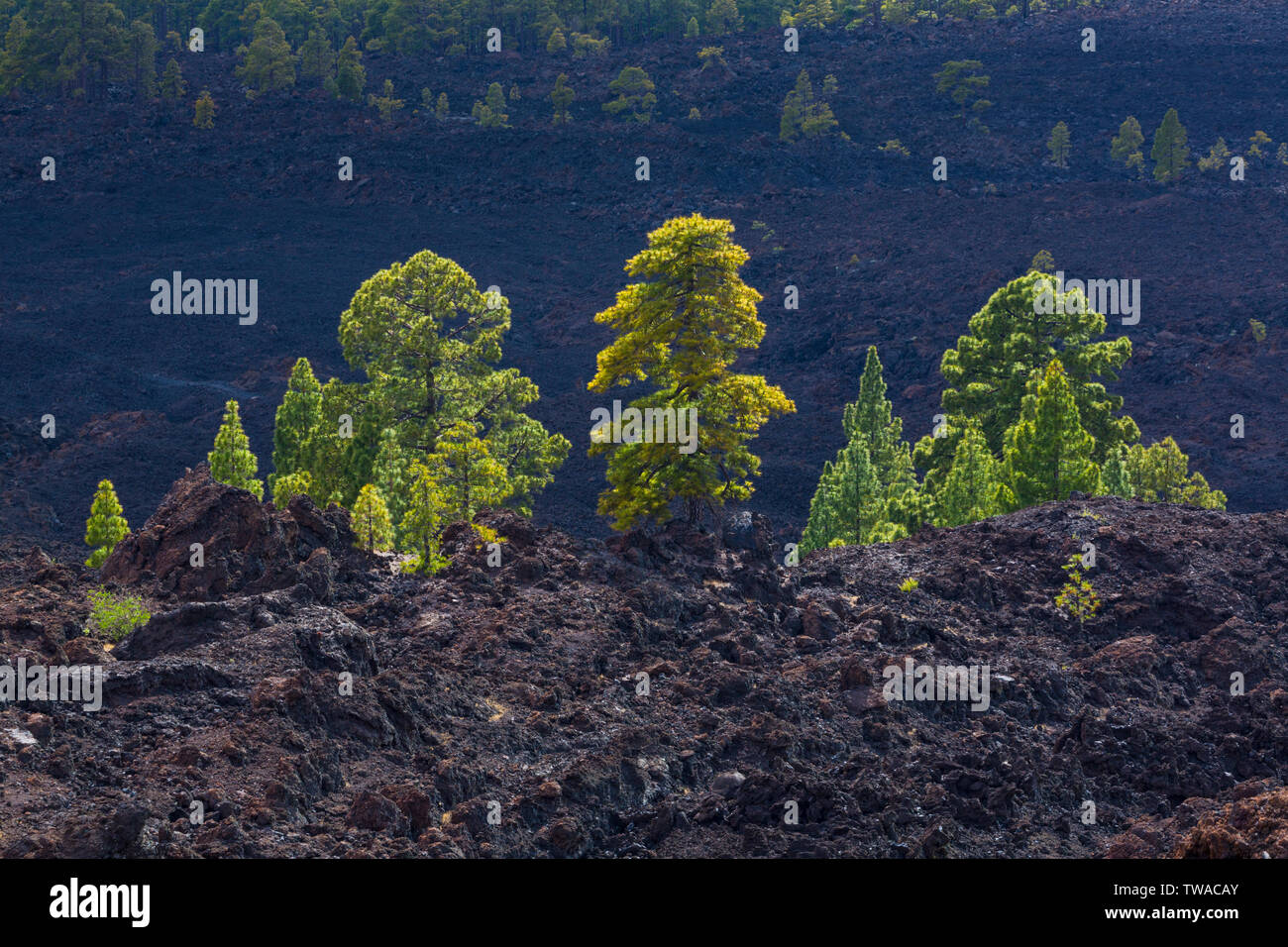 Pino canario canario pino pinus canariensis hi-res stock photography ...