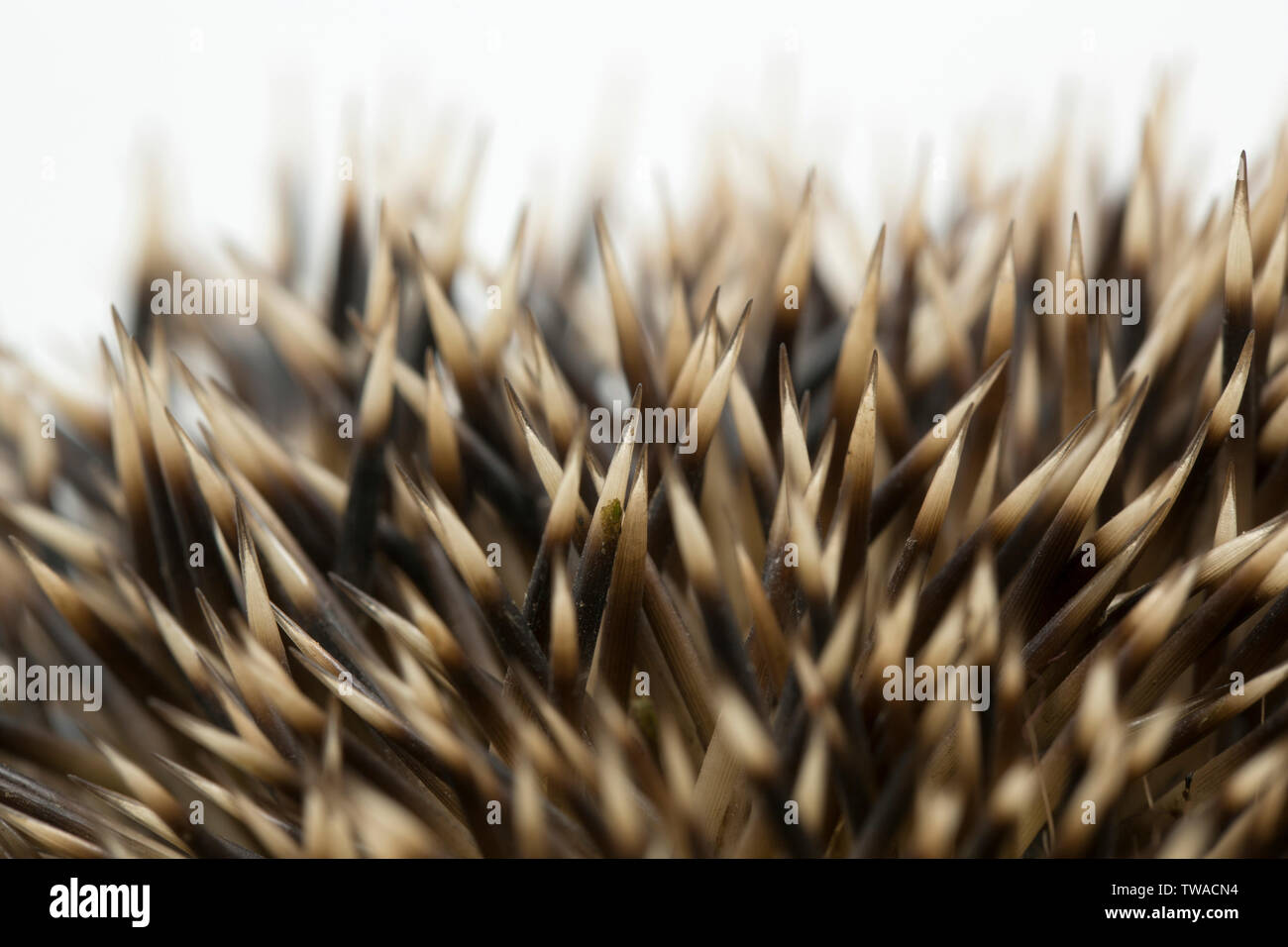 A close-up picture of the spines on a European hedgehog, Erinaceus ...