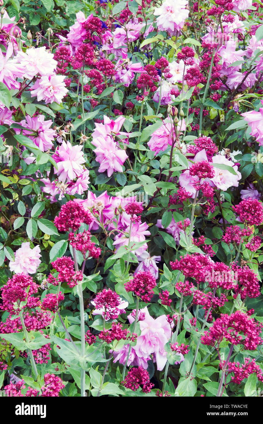 Pink and red flowers in bloom Stock Photo - Alamy